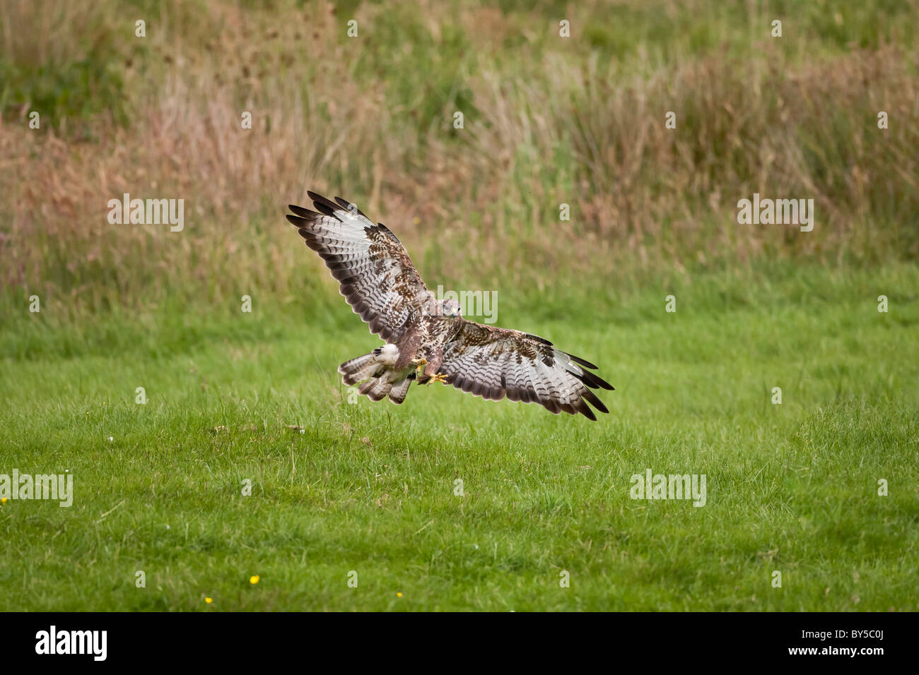 A buzzard flying in to land on a green field of grass with heathland in ...
