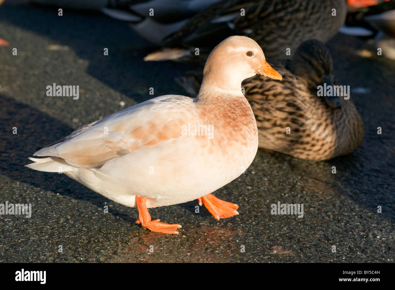 Raby Mere High Resolution Stock Photography and Images - Alamy