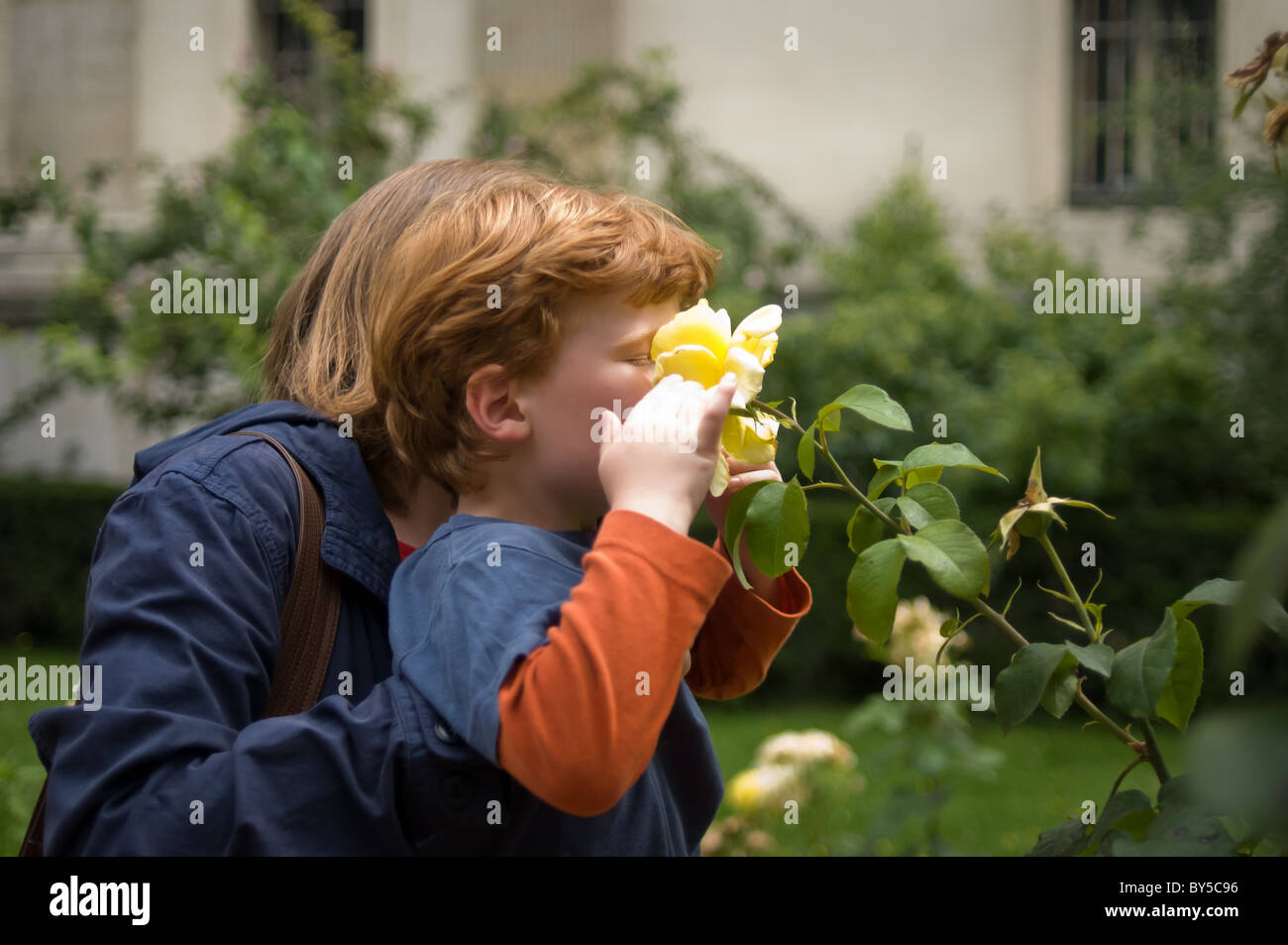 A boy smelling a rose in bloom Stock Photo - Alamy