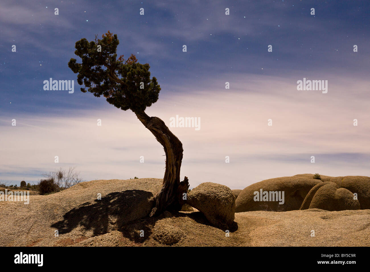 Moonlit California Juniper (Juniperus californica) against starry night ...