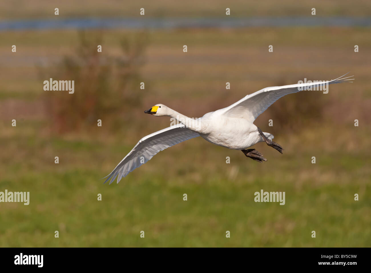 Whooper swan taking off Stock Photo - Alamy