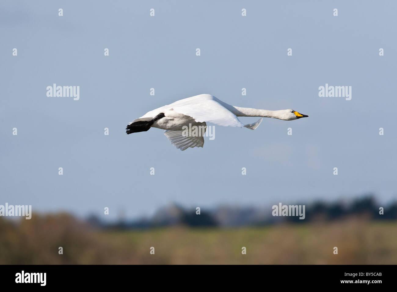 Whooper swan taking off Stock Photo - Alamy