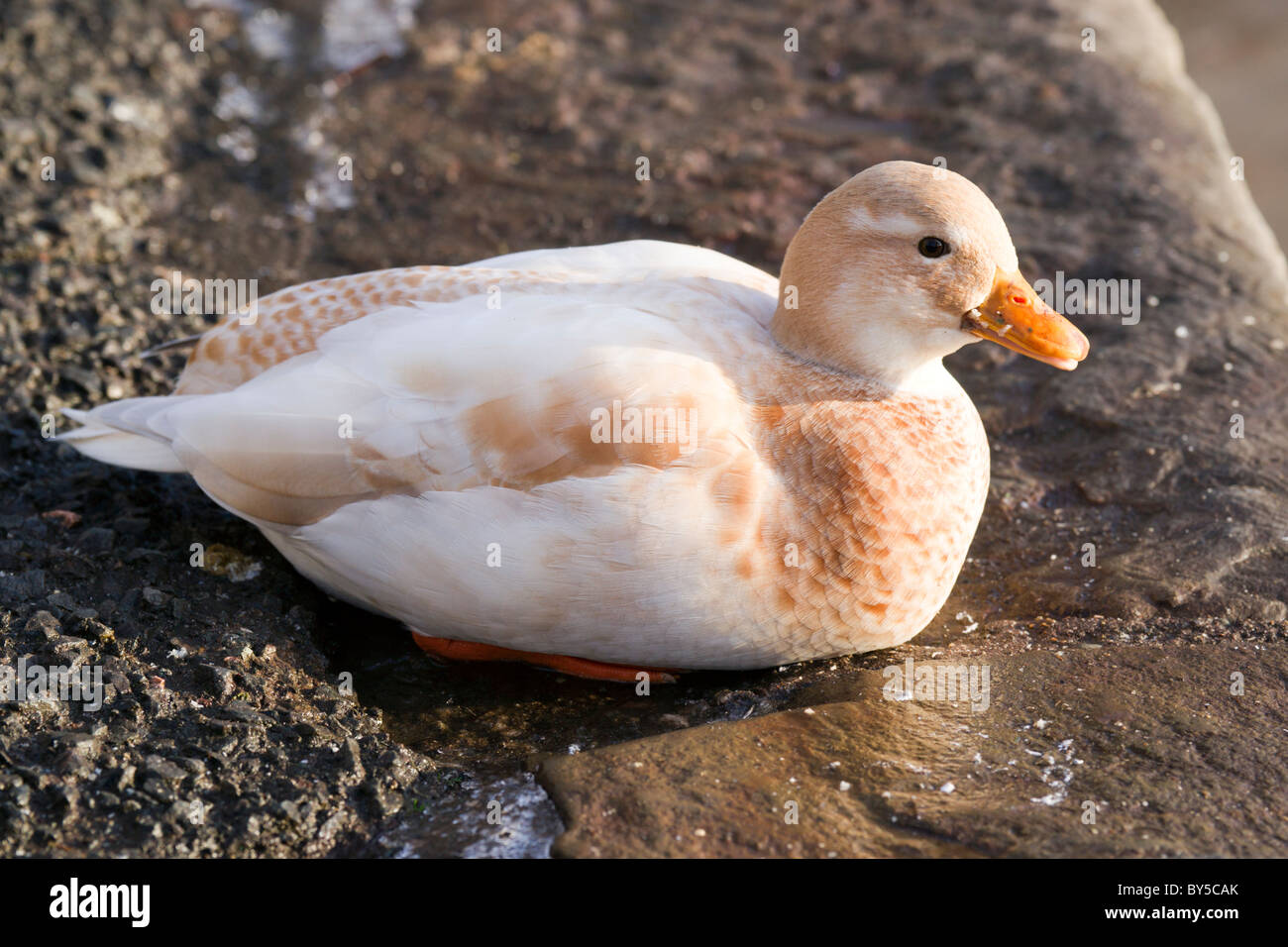 Ducks at Raby Mere in winter when the mere is frozen Stock Photo - Alamy