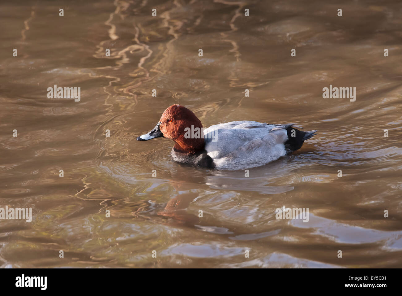 Swimmer duck hi-res stock photography and images - Alamy