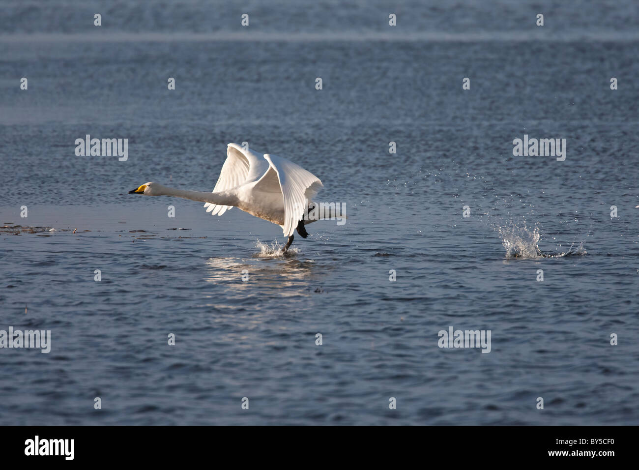 Whooper swan taking off from a large expanse of water Stock Photo - Alamy