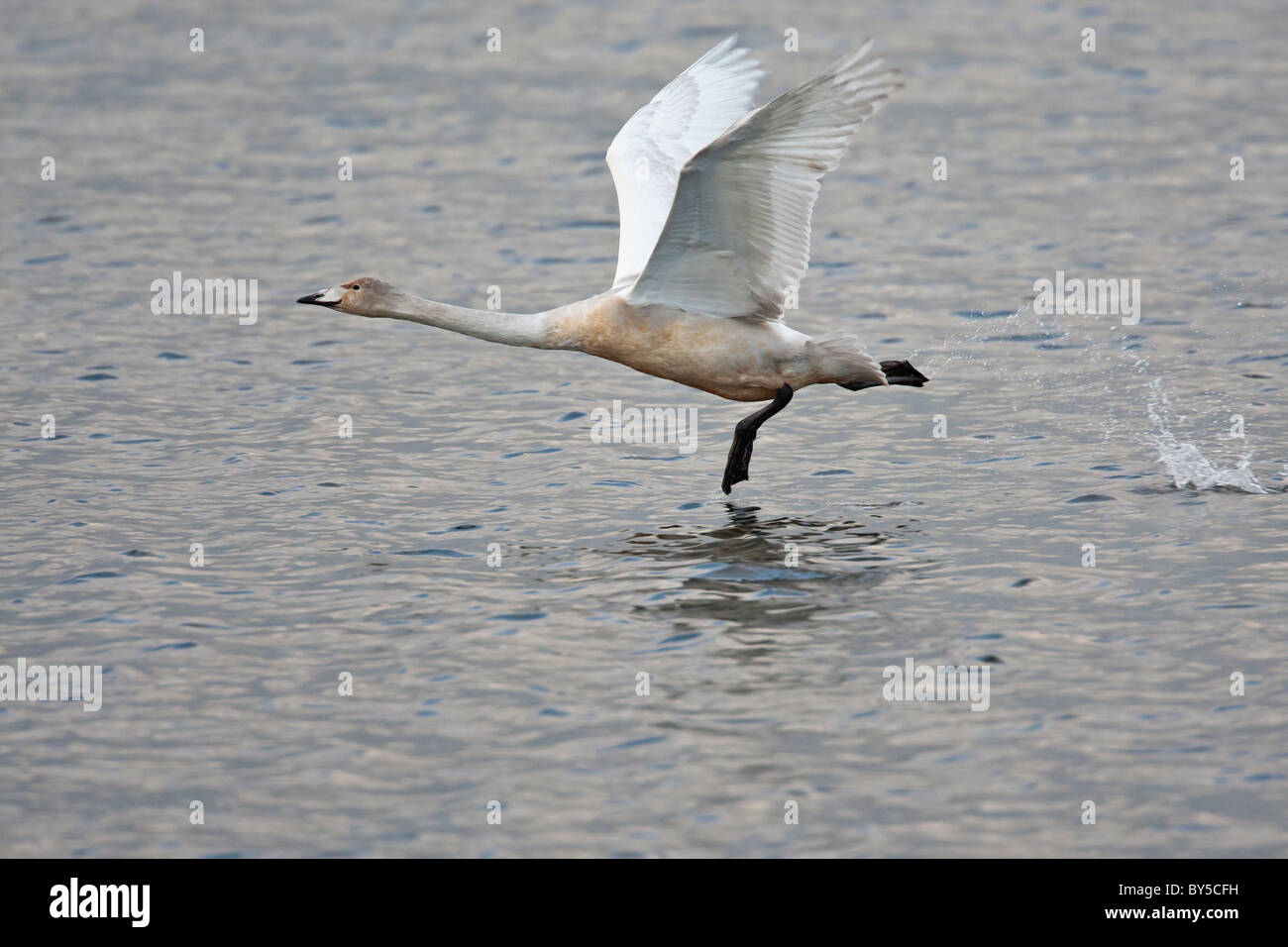 Whooper swan taking off from a large expanse of water Stock Photo - Alamy
