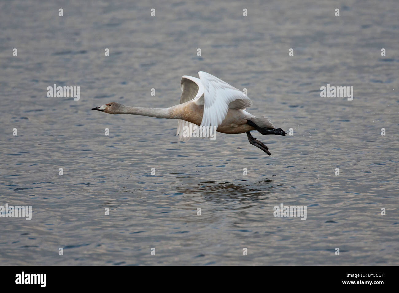Whooper swan taking off from a large expanse of water Stock Photo - Alamy
