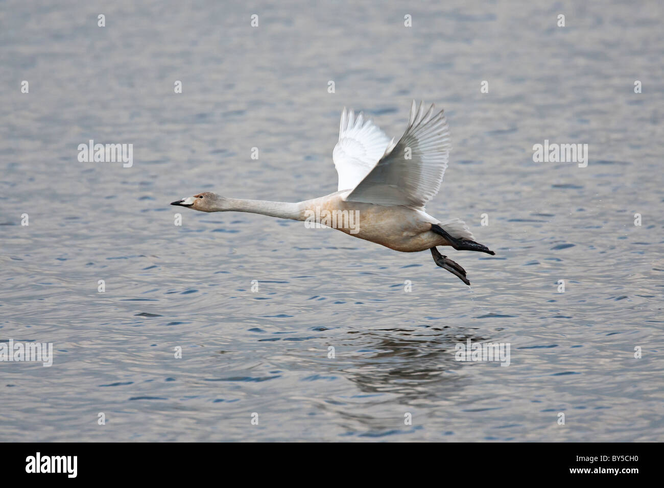 Whooper swan taking off from a large expanse of water Stock Photo - Alamy