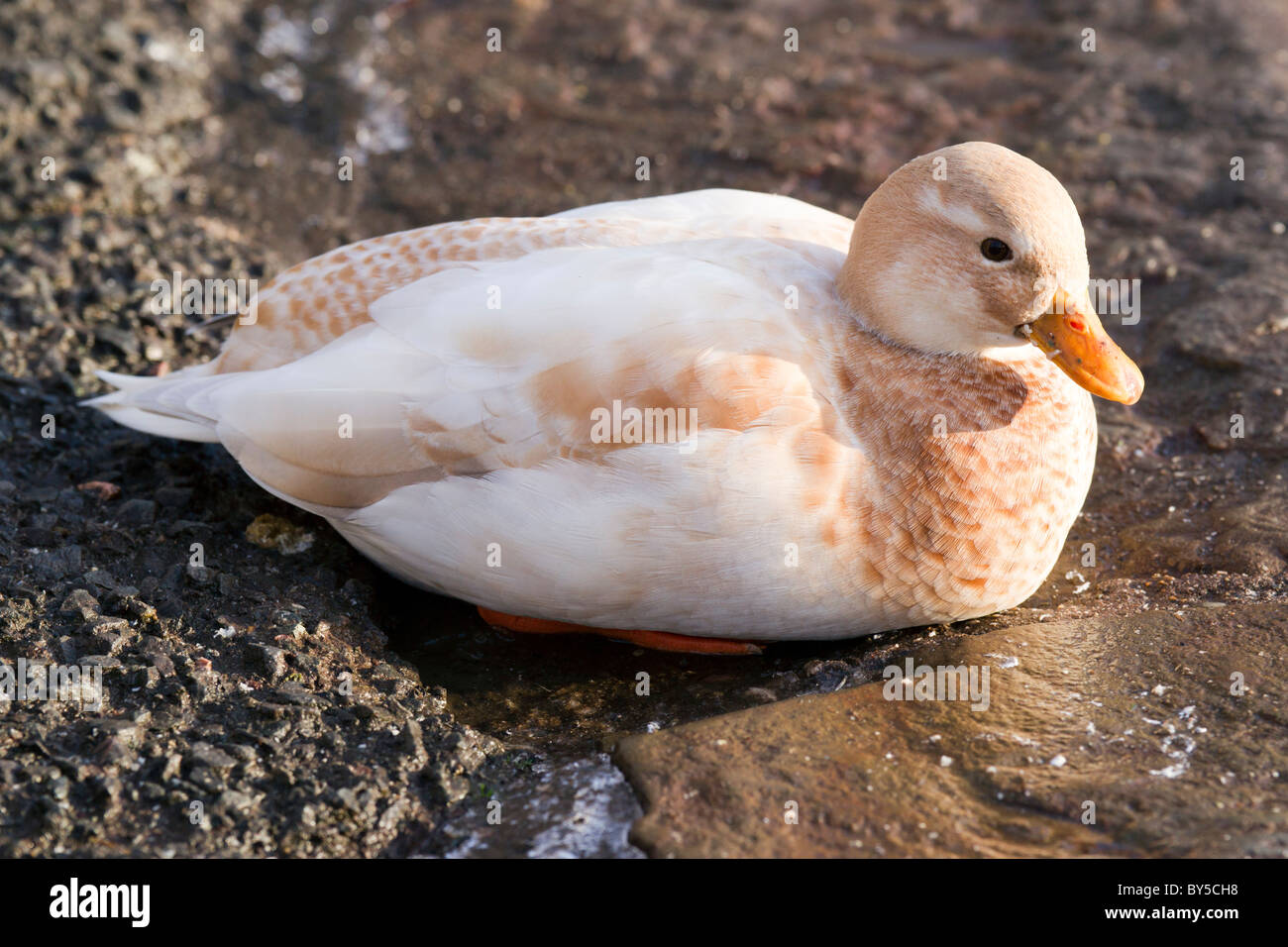 Ducks at Raby Mere in winter when the mere is frozen Stock Photo - Alamy