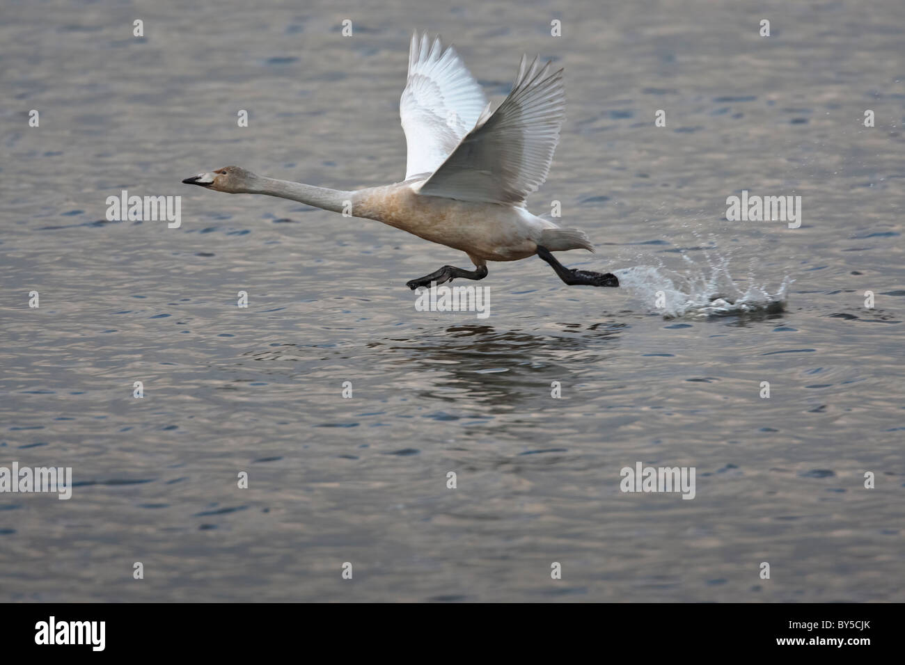 Whooper swan taking off from a large expanse of water Stock Photo - Alamy