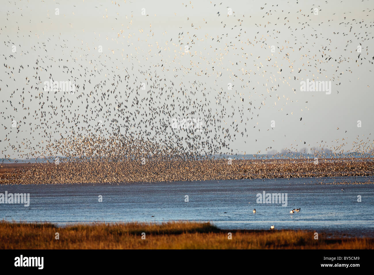 Knot flock on feeding hi-res stock photography and images - Alamy