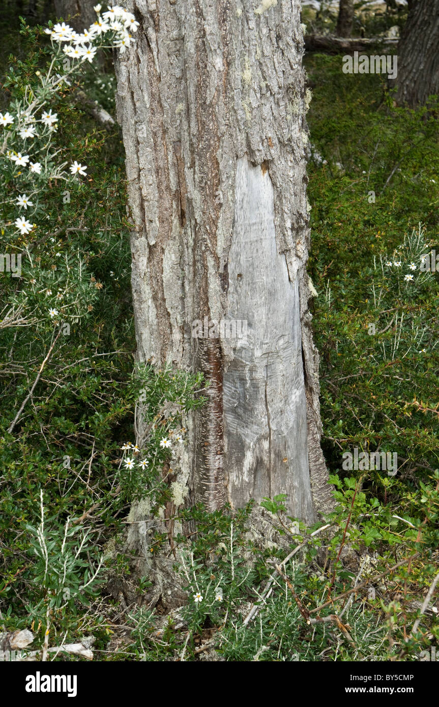 Nothofagus pumilio patagonia hi-res stock photography and images - Alamy