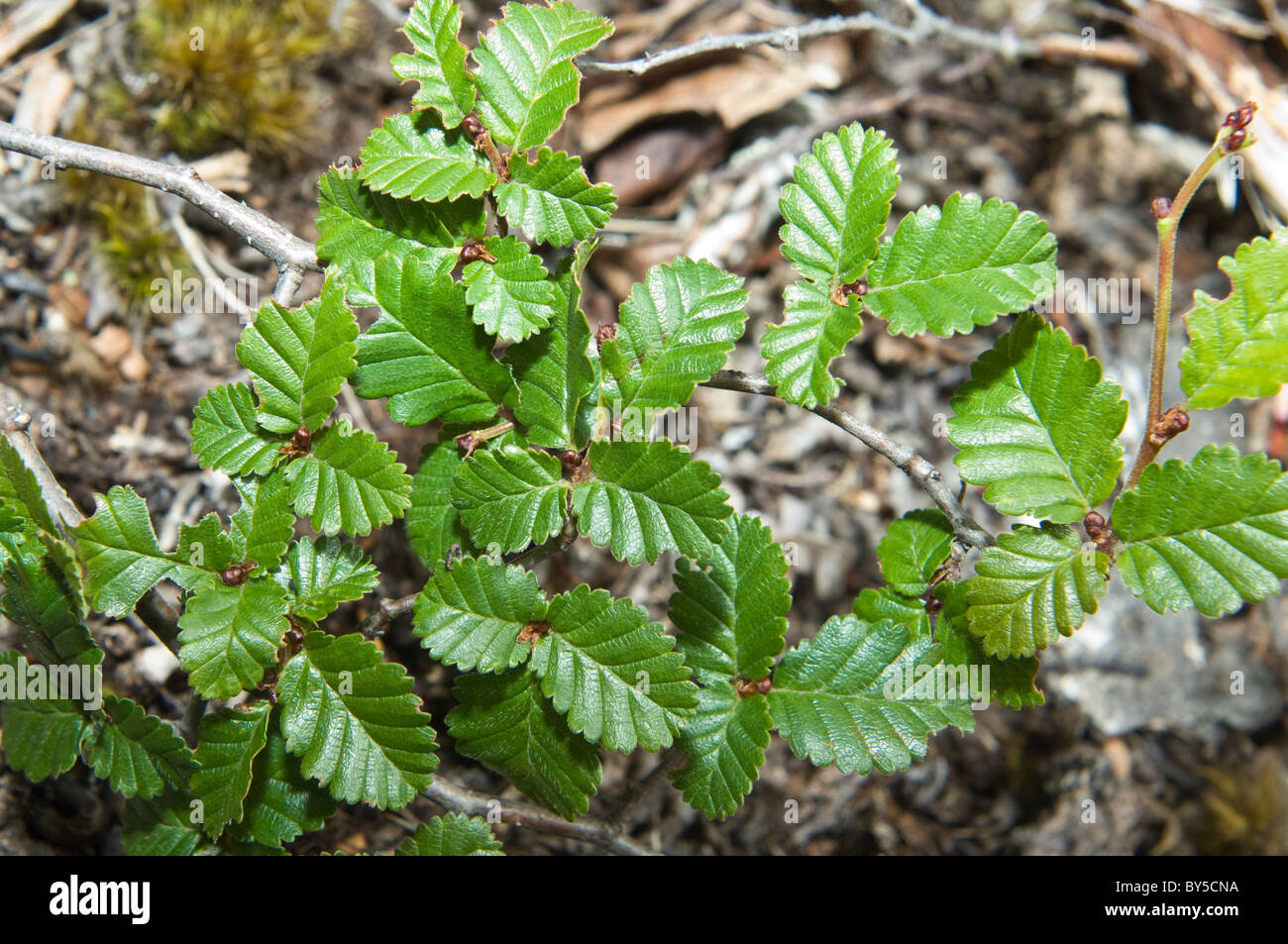 Lenga tree hi-res stock photography and images - Alamy