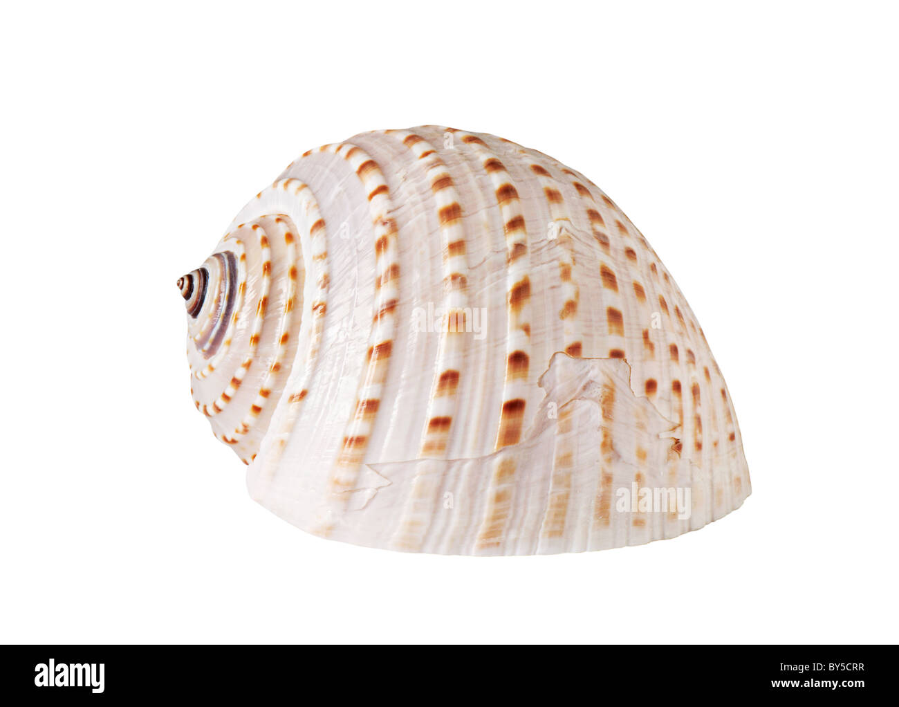 seashell on white background Stock Photo - Alamy