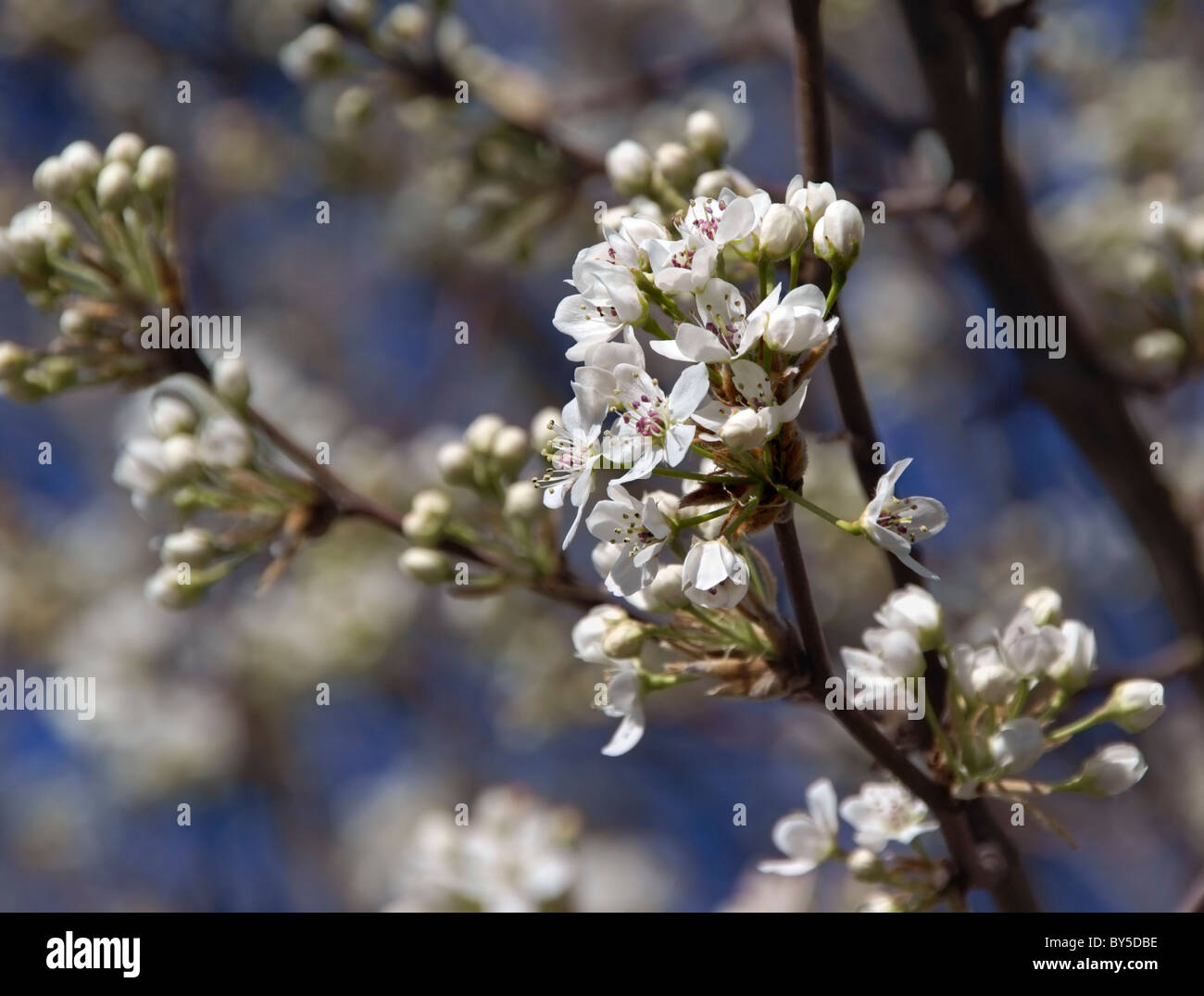 Blooming bradford pear tree hi-res stock photography and images - Alamy