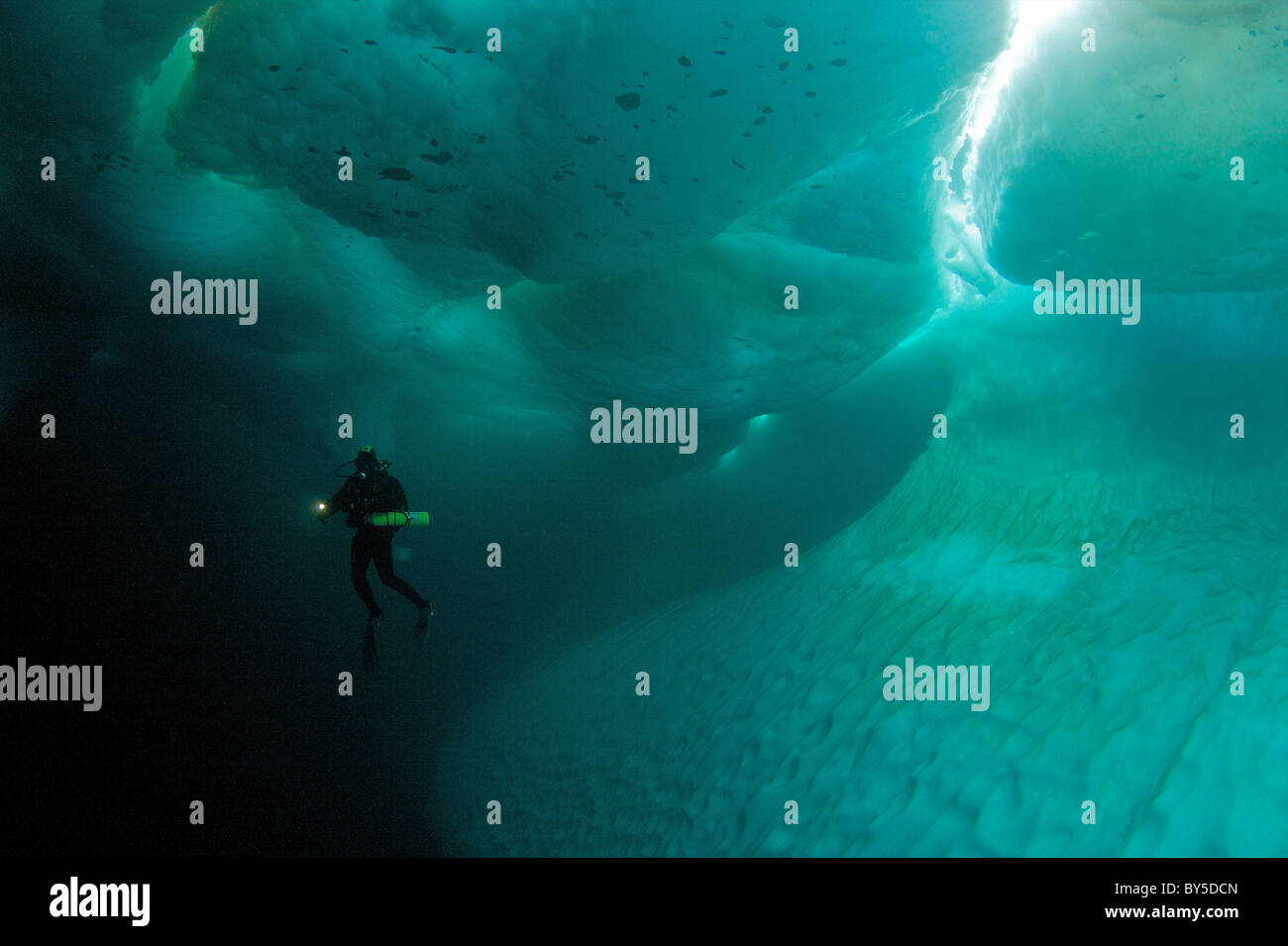 Canadian Arctic diving on the floe edge Pond Inlet, Baffin Island ...