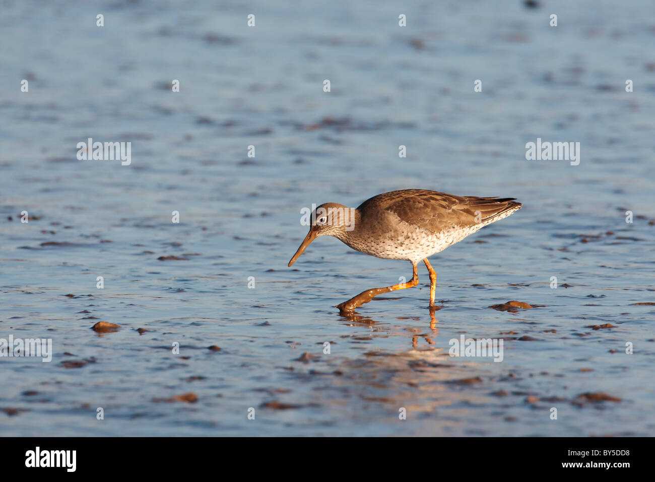 Foodlhunt hi-res stock photography and images - Alamy