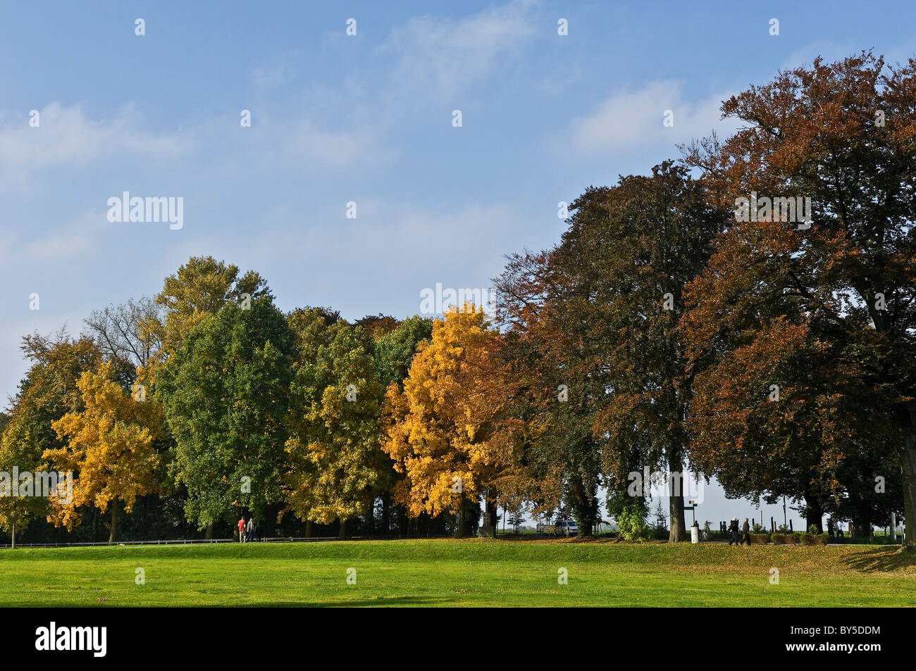 Herbst baum laub wiese sonne hi-res stock photography and images - Alamy
