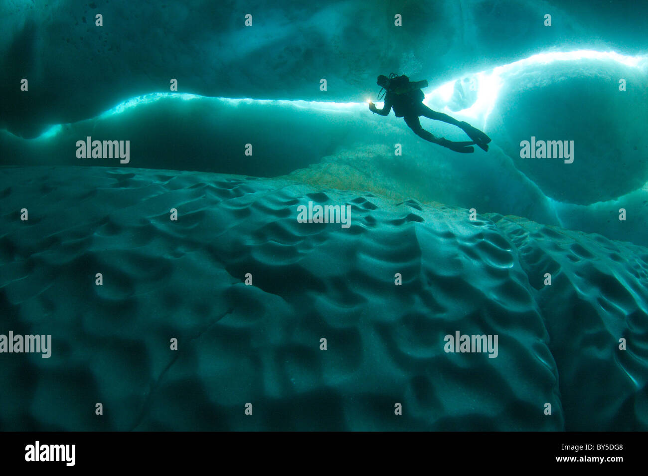 Canadian Arctic diving on the floe edge Pond Inlet, Baffin Island ...