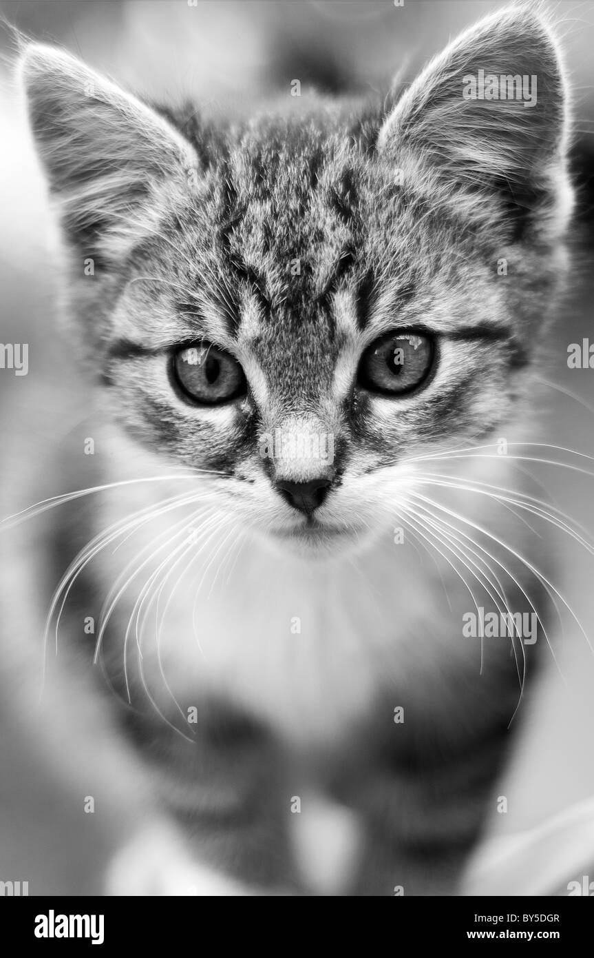 Adorable young cat Stock Photo - Alamy