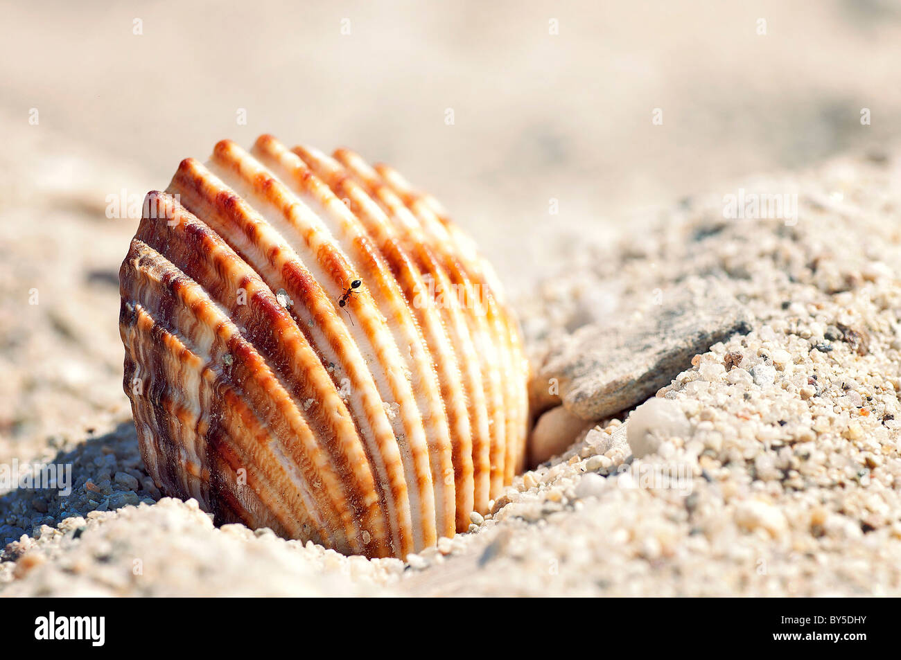 Ant tower hi-res stock photography and images - Alamy