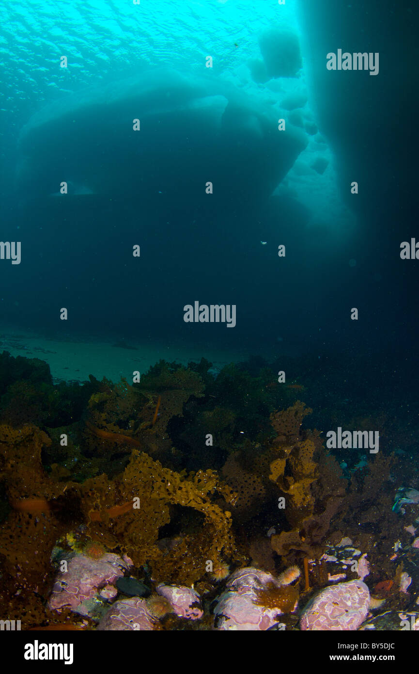 Canadian Arctic diving on the floe edge Pond Inlet, Baffin Island ...