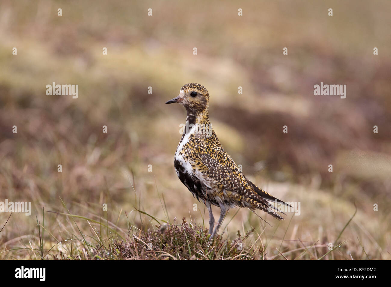 Golden plover posing on a moorland tussock Stock Photo - Alamy