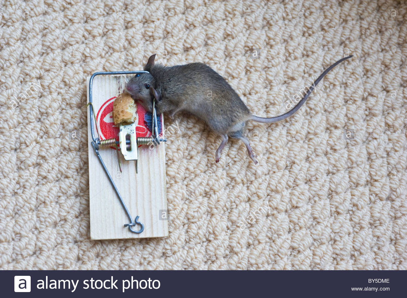 Mouse Caught In Mousetrap Stock Photos & Mouse Caught In Mousetrap ...