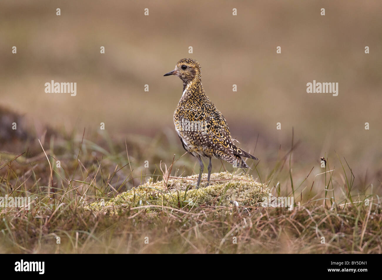Golden plover posing on a moorland tussock Stock Photo - Alamy