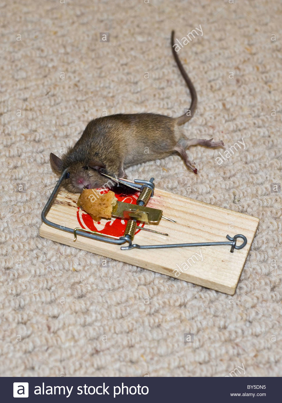 Trapped Mouse High Resolution Stock Photography and Images - Alamy