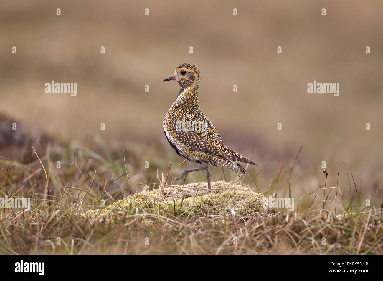 Golden plover posing on a moorland tussock Stock Photo - Alamy