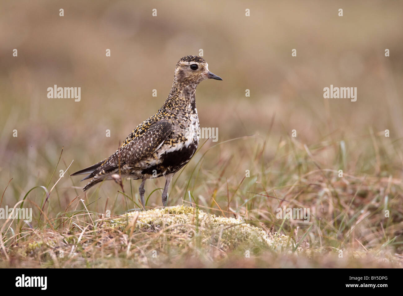 Golden plover posing on a moorland tussock Stock Photo - Alamy
