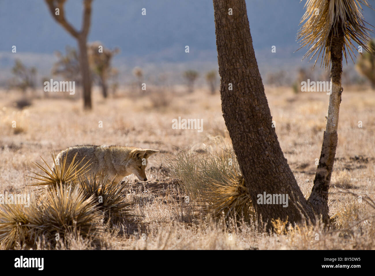 Coyote (Canis latrans) looking for rodents in the brush at Joshua Tree ...