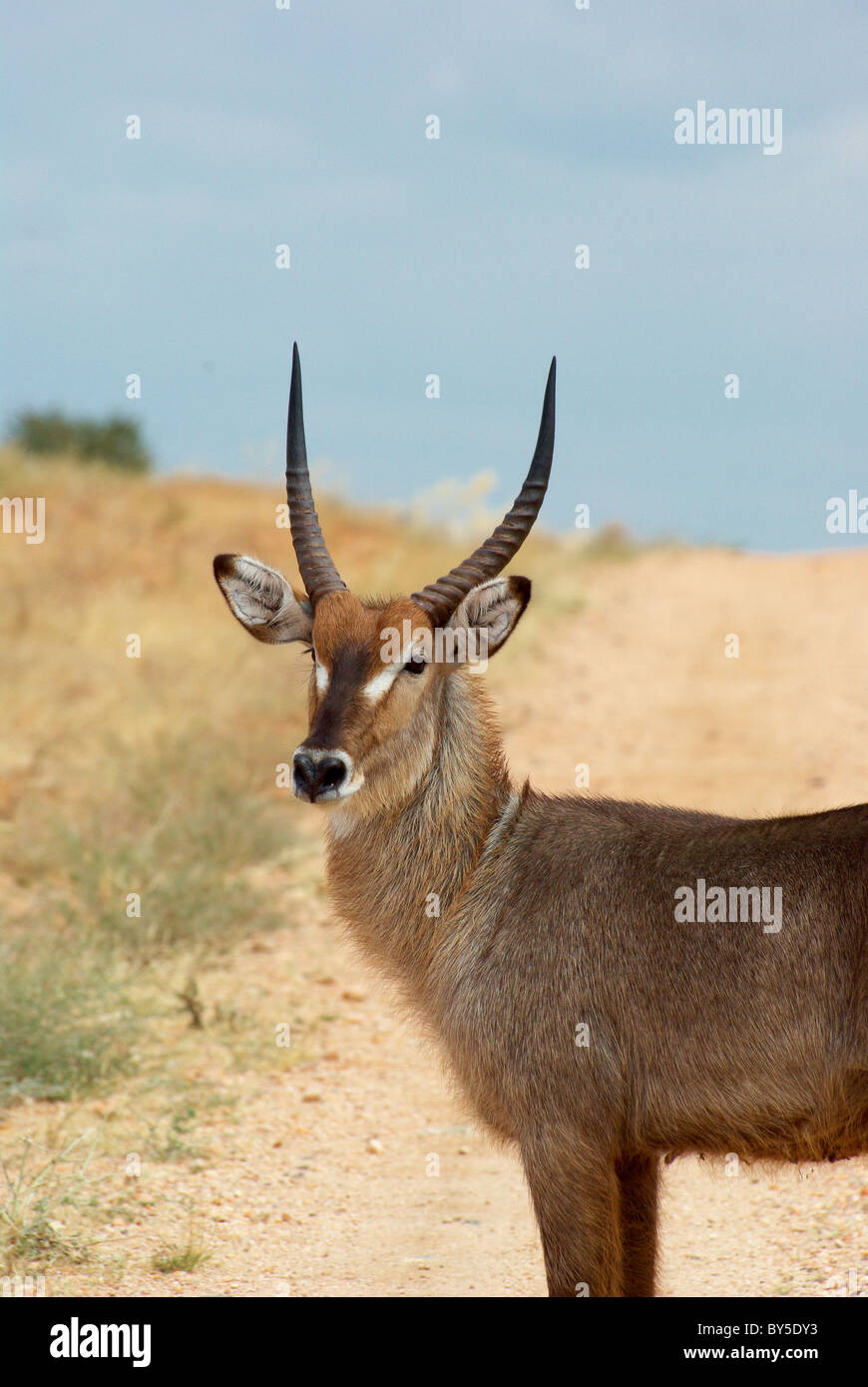 Waterbuck kenya hi-res stock photography and images - Alamy