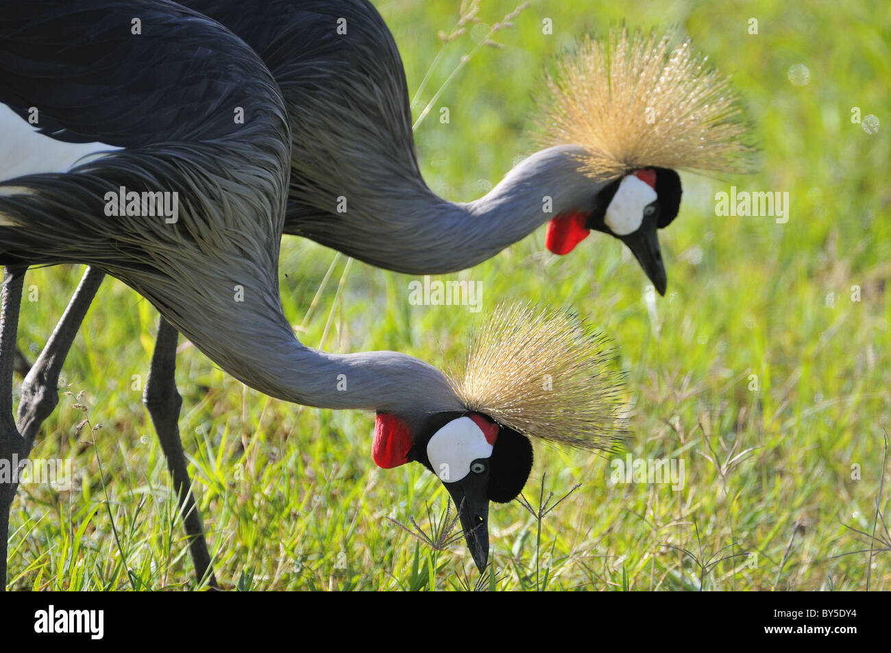 Grey crowned cranes hi-res stock photography and images - Alamy