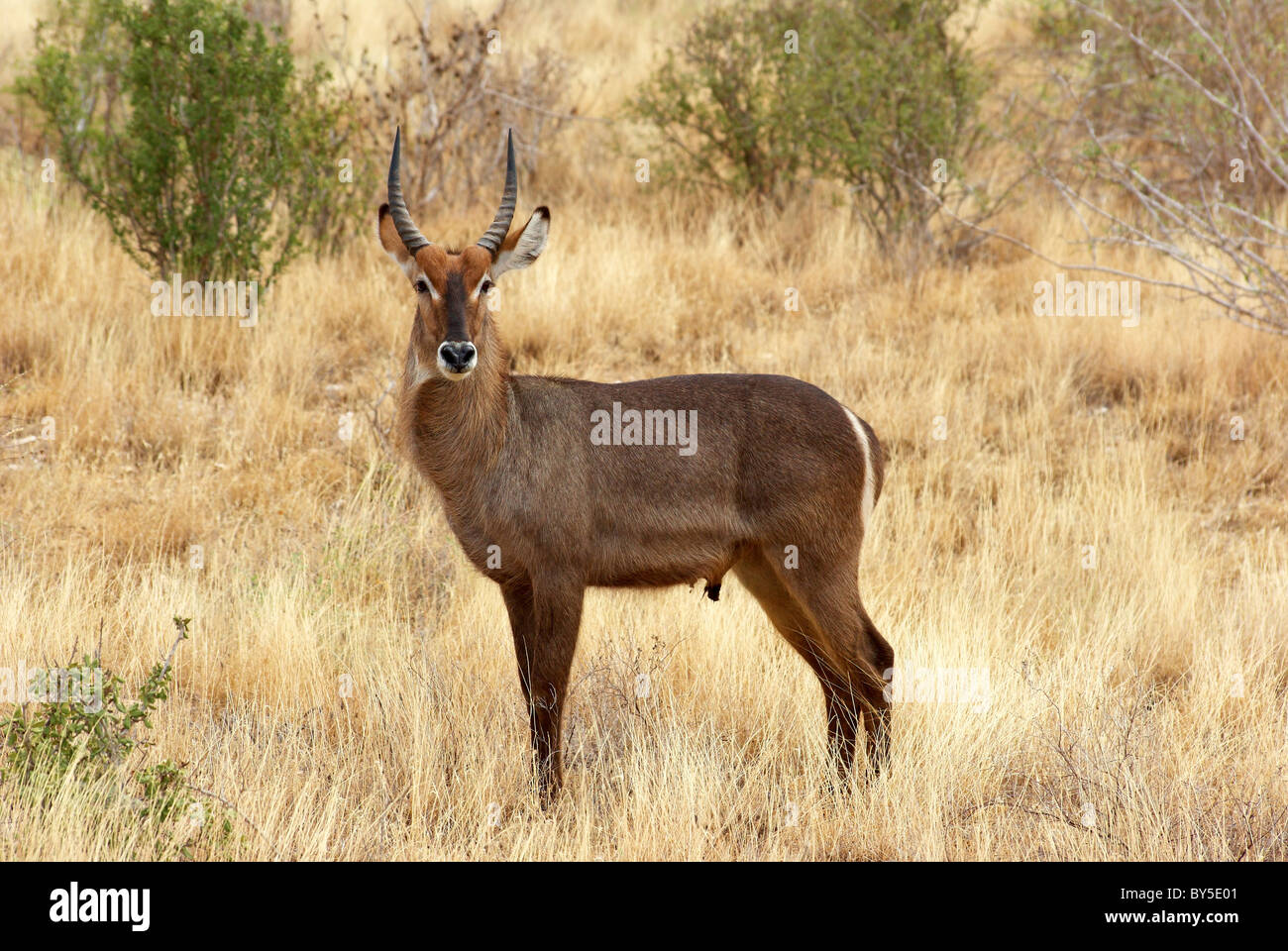 Waterbuck kenya hi-res stock photography and images - Alamy