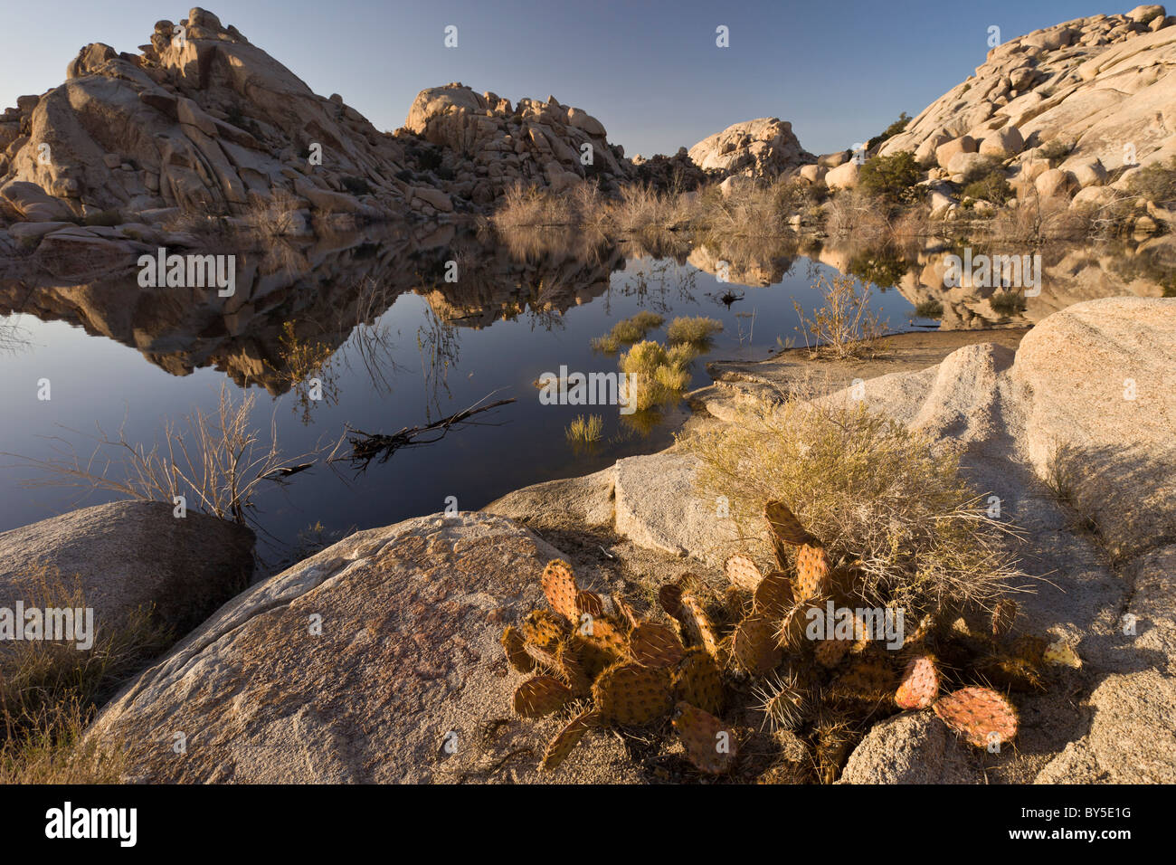 Barker Dam or Big Horn Dam in Joshua Tree National Park, California ...