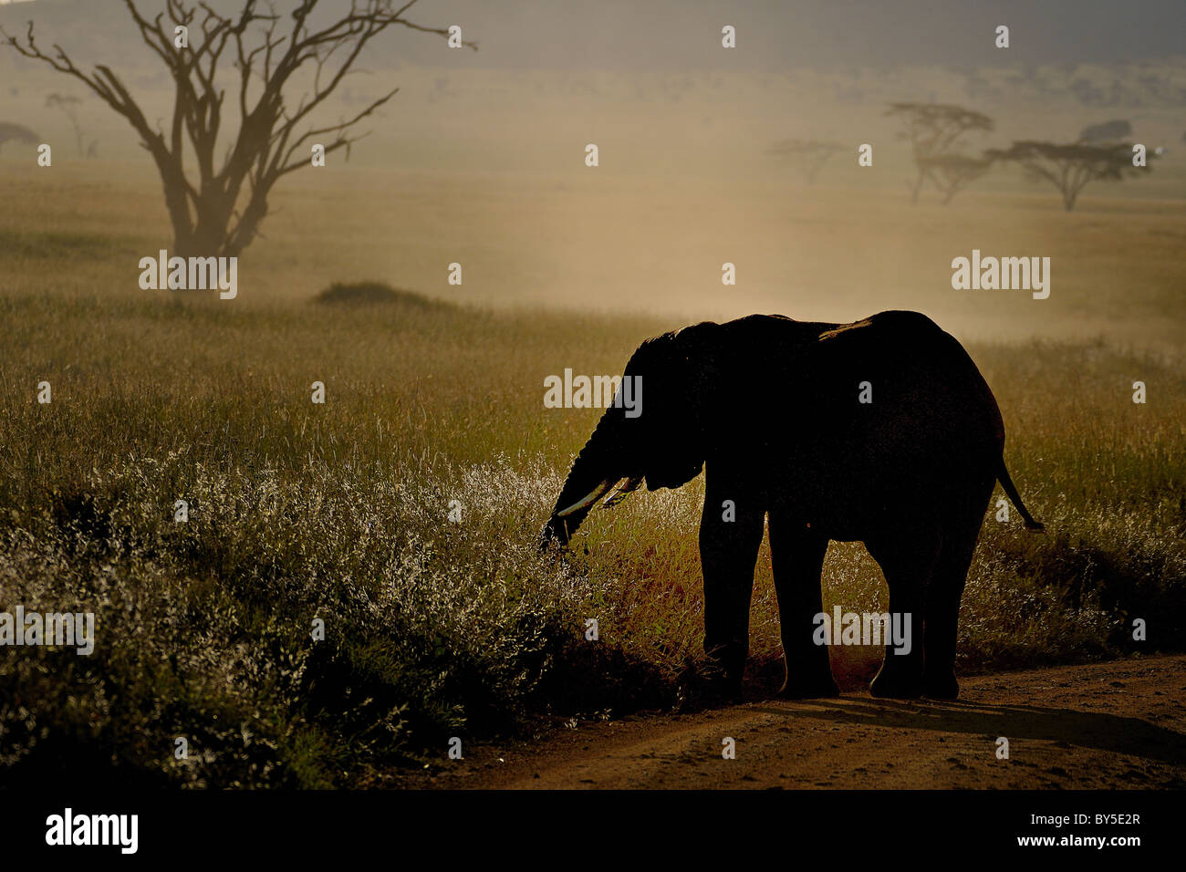 Elephant in the morning at sunrise in Serengeti Stock Photo - Alamy