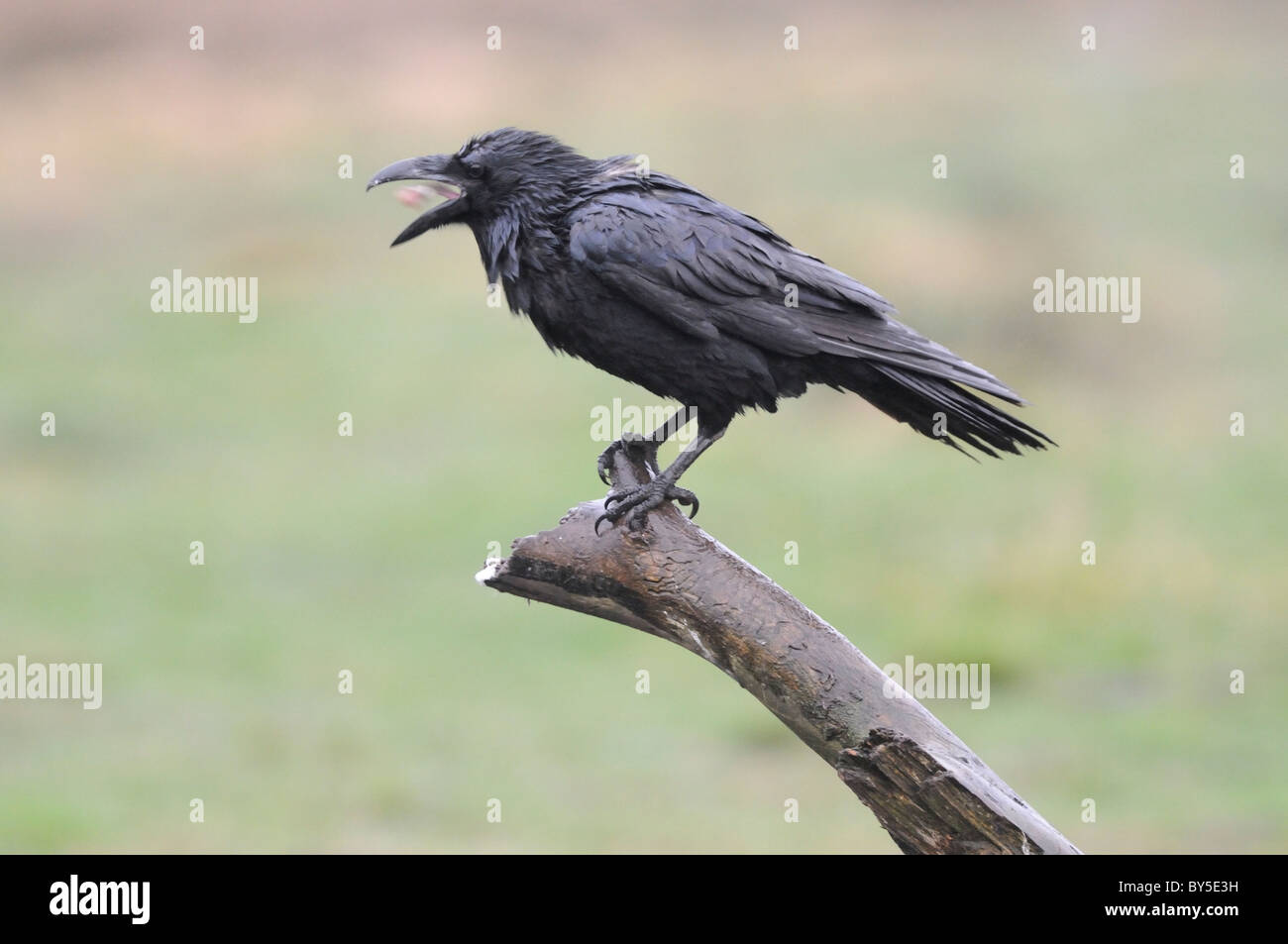 Raven resting on a branch Stock Photo - Alamy