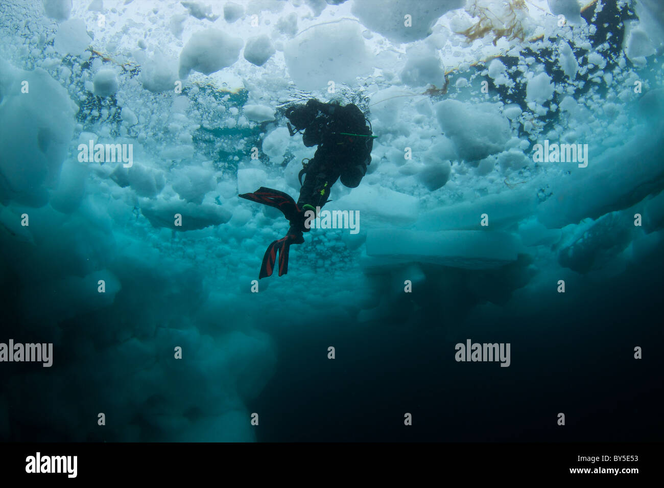 Canadian Arctic diving on the floe edge Pond Inlet, Baffin Island ...