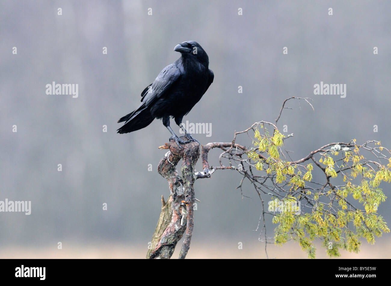 Raven on branch hi-res stock photography and images - Alamy