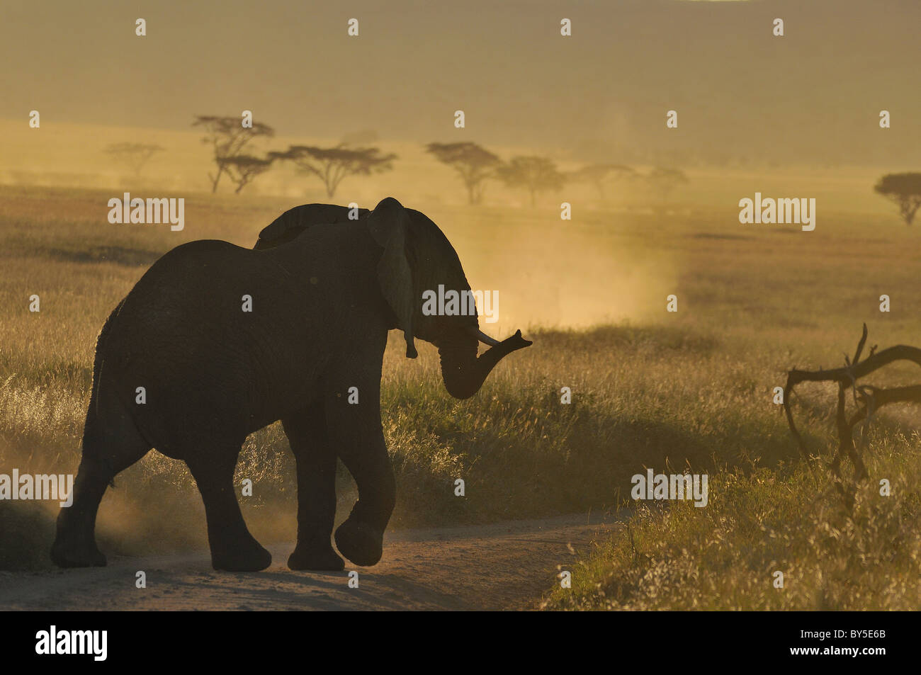Elephant and sunrise hi-res stock photography and images - Alamy
