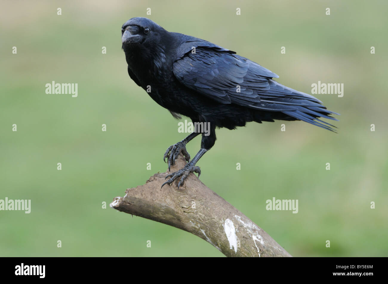 Raven is resting on a branch Stock Photo - Alamy