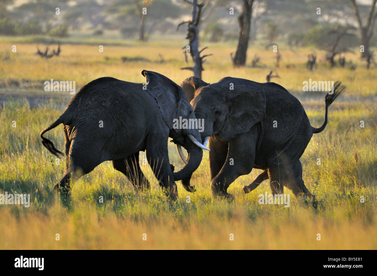 Fighting elephants in the Serengeti Stock Photo - Alamy