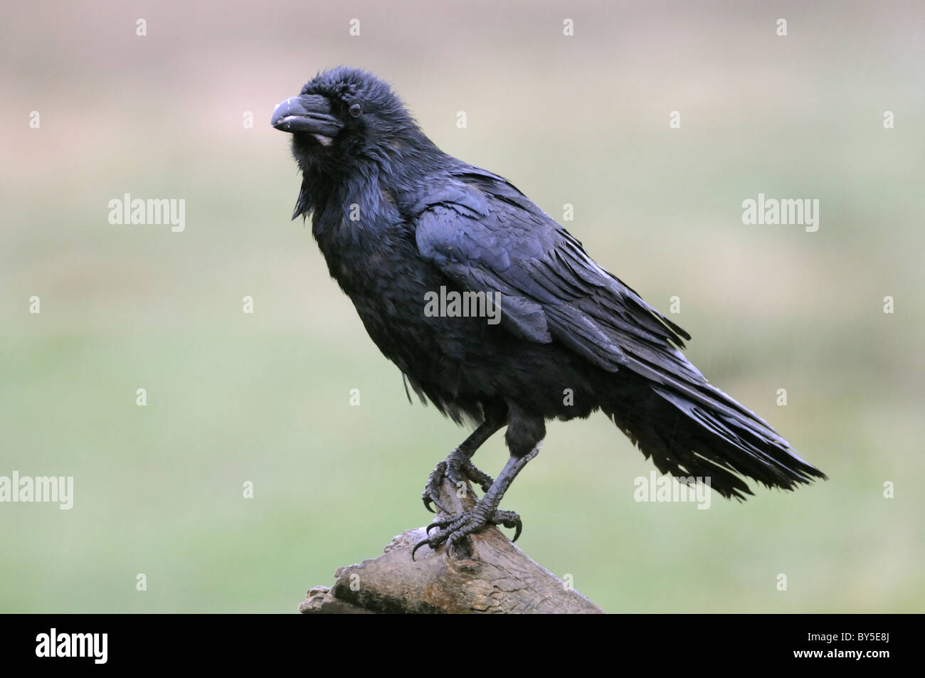 Raven is resting on a branch Stock Photo - Alamy