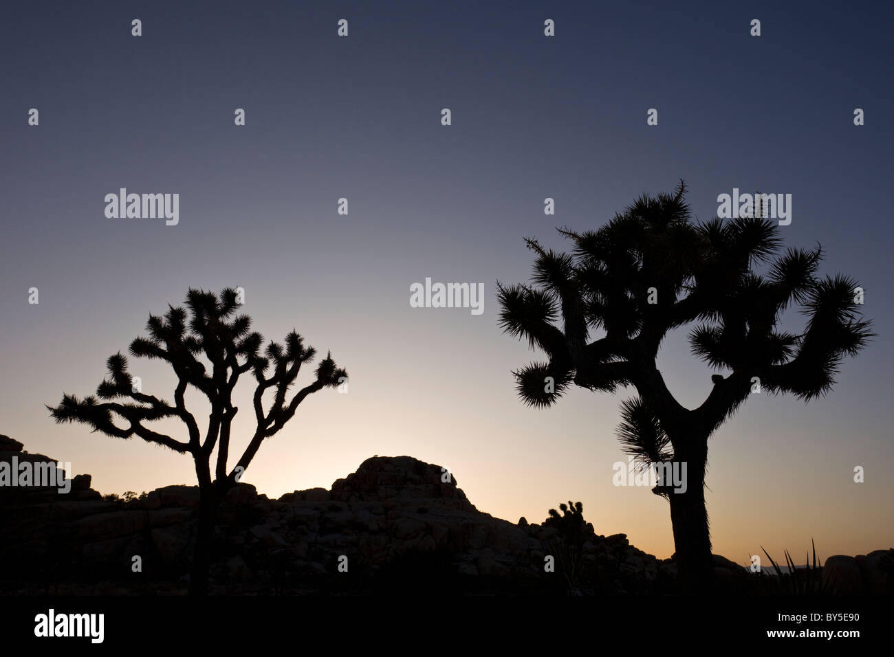 Joshua Trees (Yucca brevifolia) silhouette at dusk in Joshua Tree ...