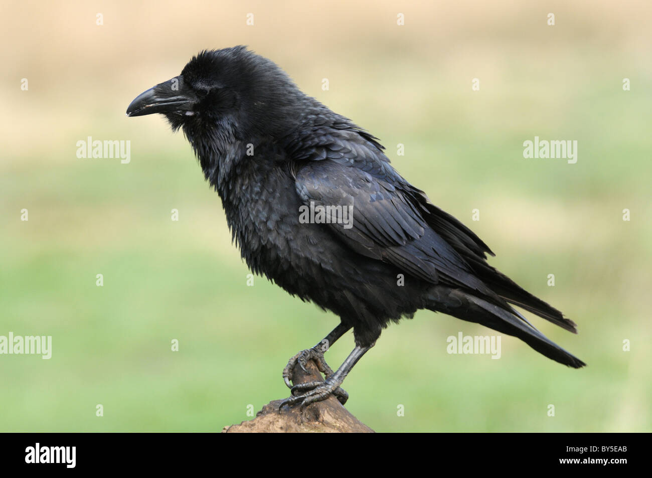 Raven is resting on a branch Stock Photo - Alamy
