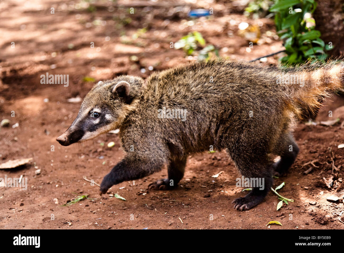 Pet coati in Guarani village of Andresito near San Ignacio, Misiones ...