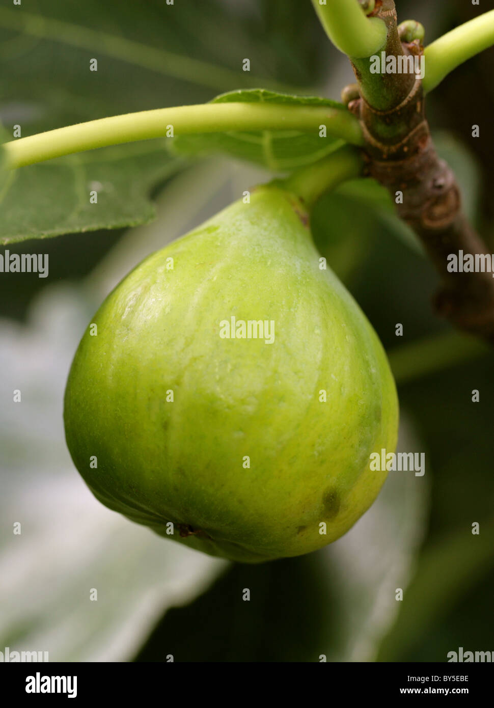 Edible fruit of ficus carica hi-res stock photography and images - Alamy