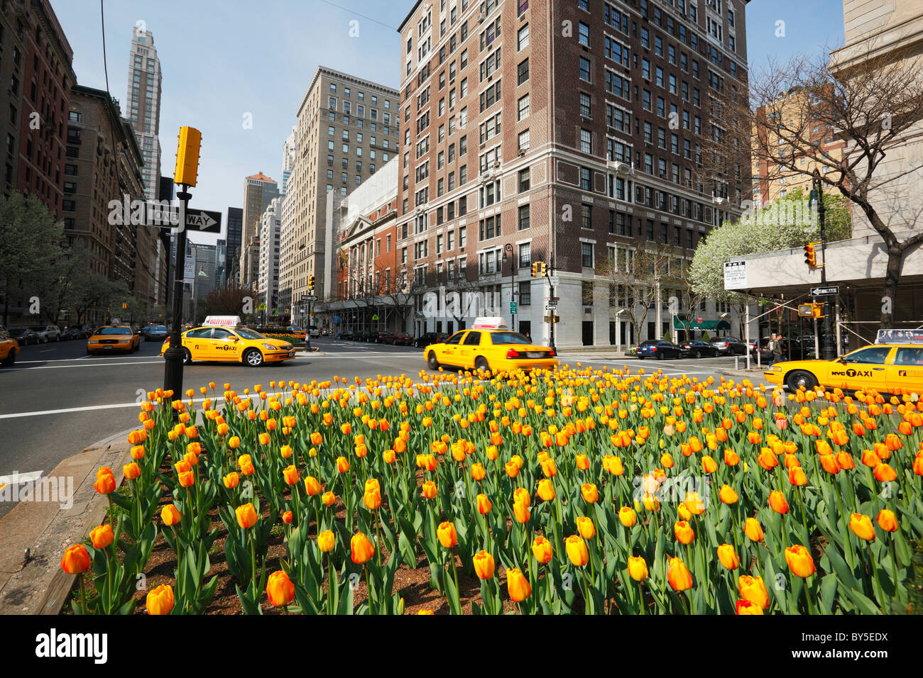 Tulips in Park Avenue, New York Stock Photo - Alamy